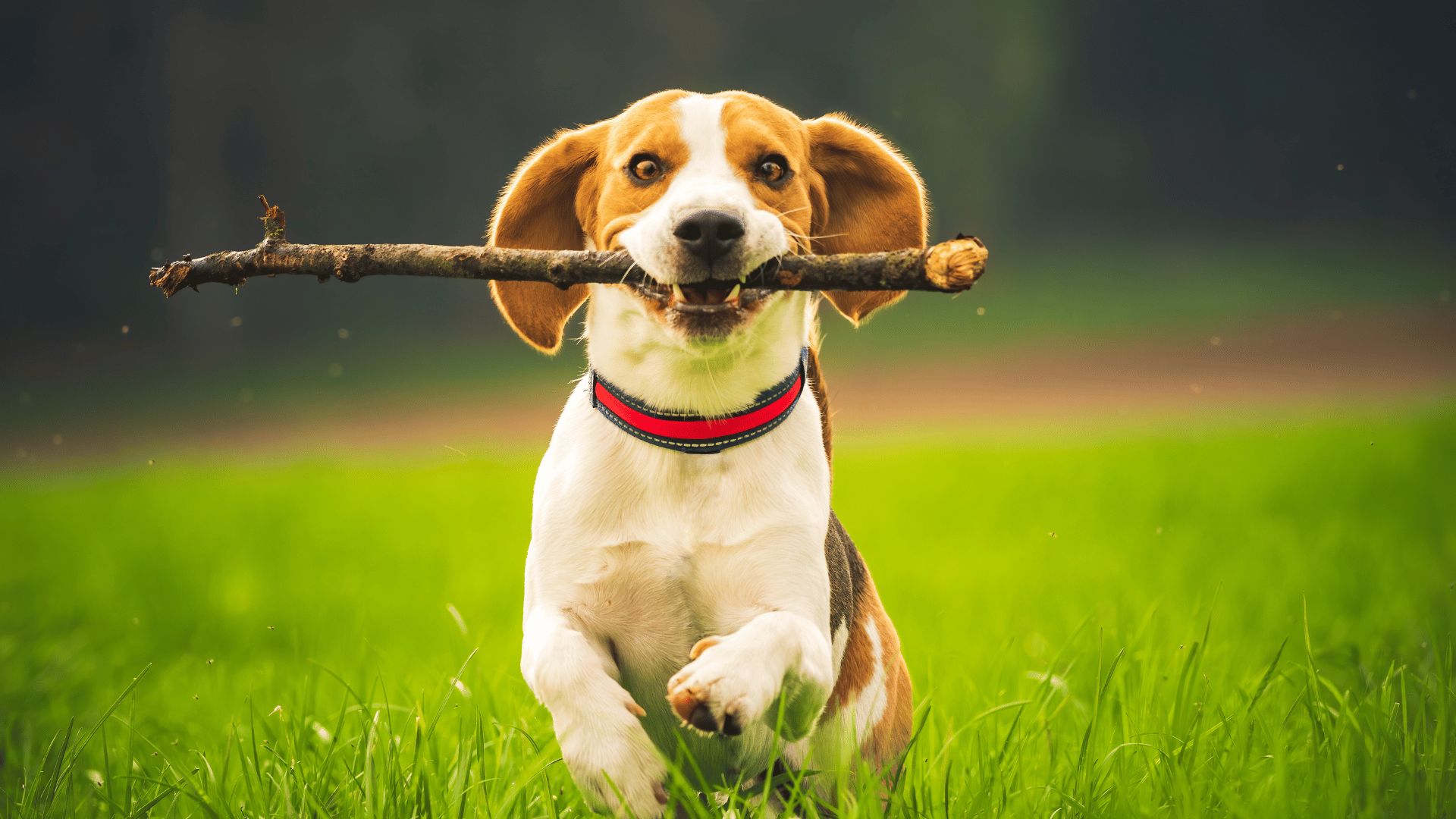 Wolf Creek Veterinary Services FAQs