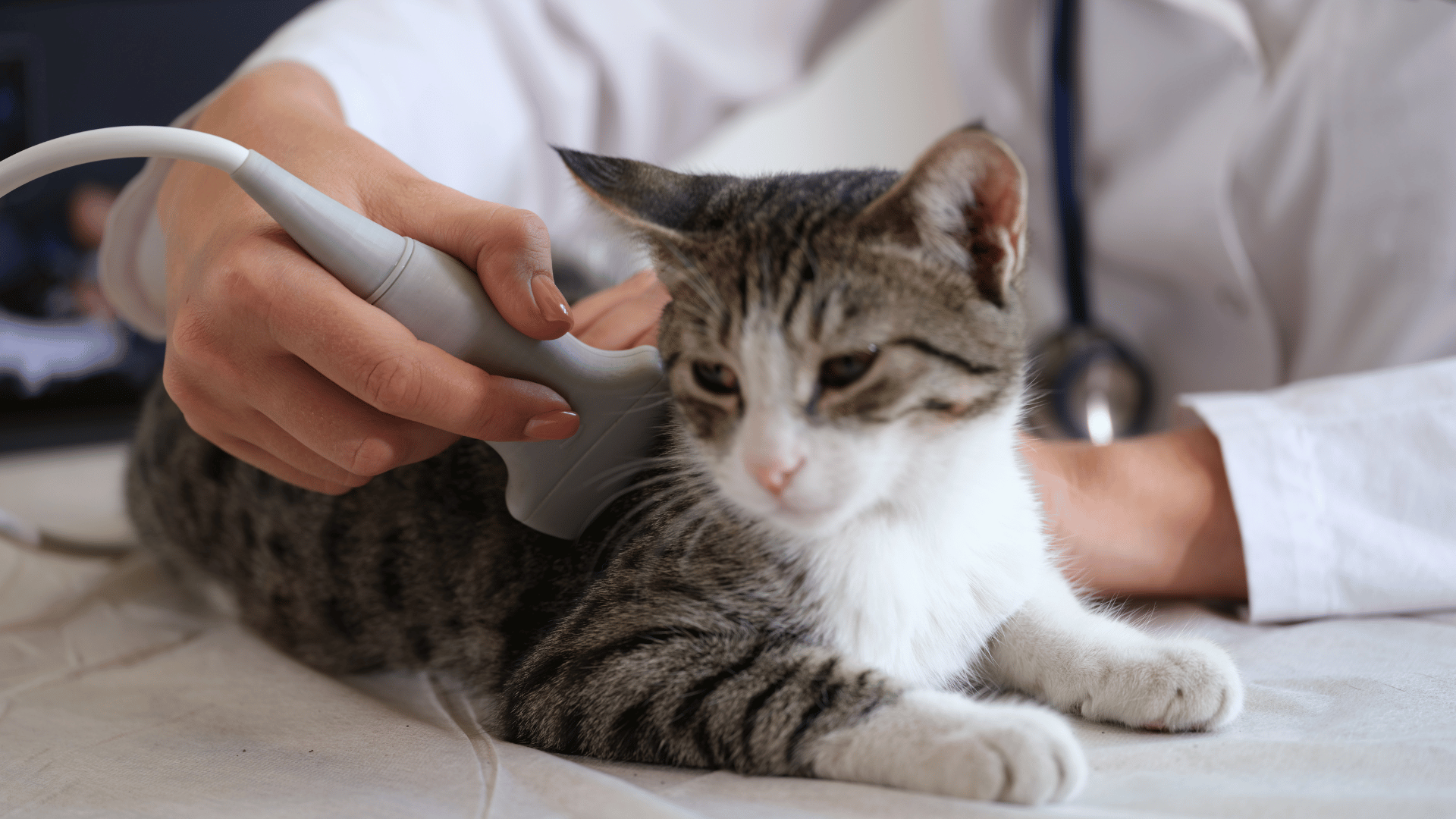 Pet Digital Imaging In Millersburg, OH | Wolf Creek Veterinary Services